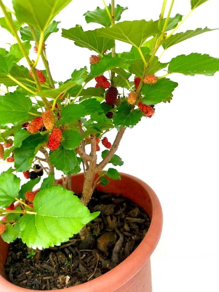Mulberry – Teo Joo Guan