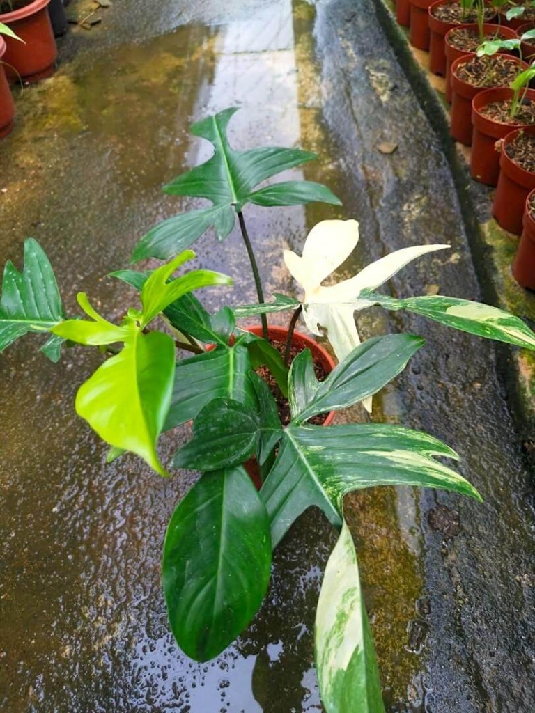 Philodendron Florida Beauty Variegated » Exotic Foliage • TJG