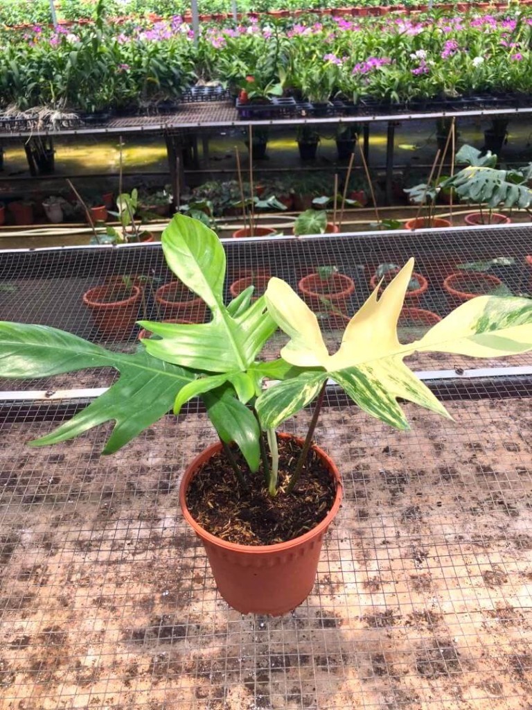 Philodendron Florida Beauty Variegated » Exotic Foliage • TJG