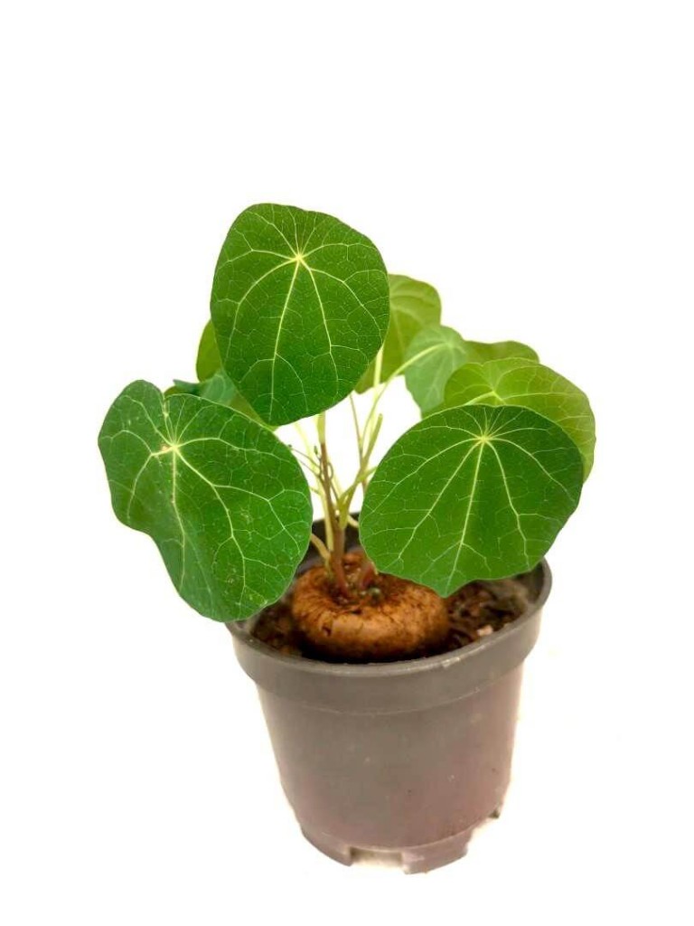 Stephania Erecta » Foliage • Teo Joo Guan Horticulture