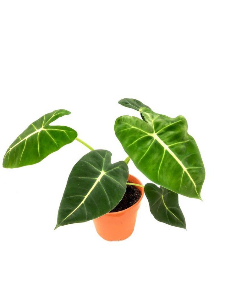 Alocasia Frydek » Foliage • Teo Joo Guan Horticulture