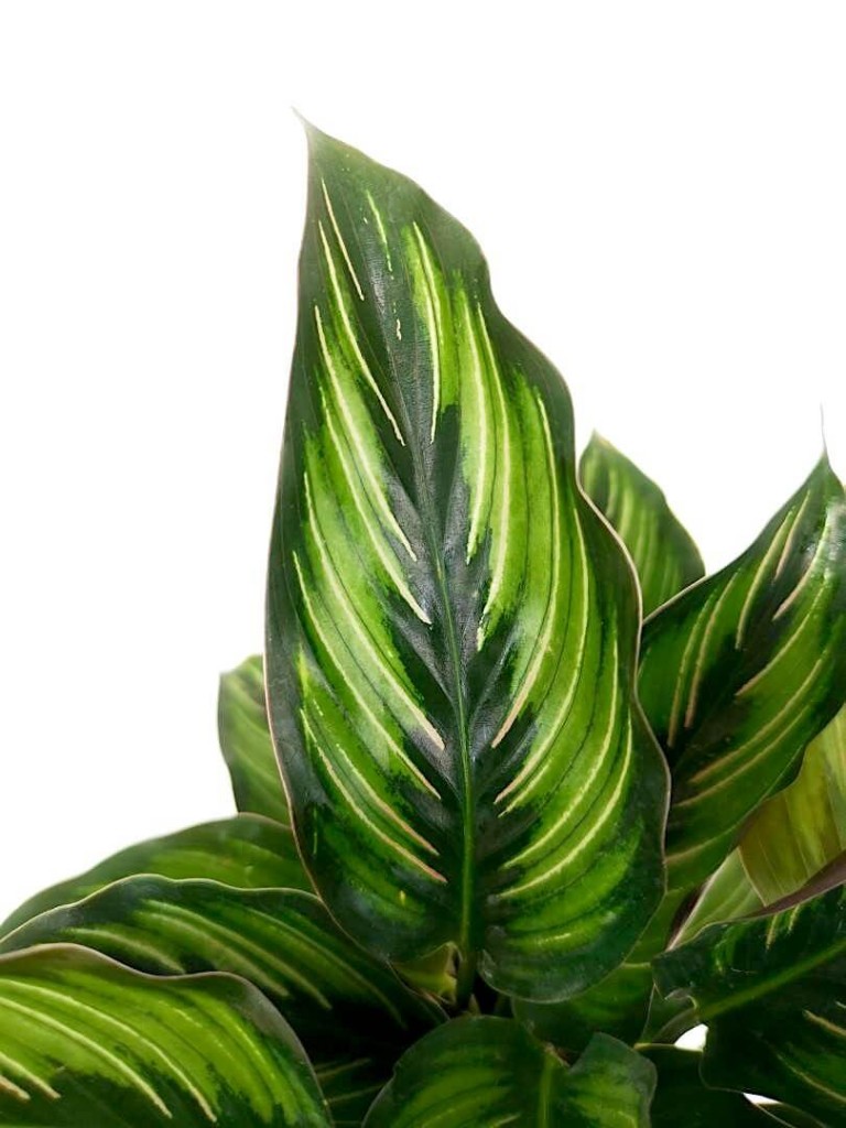 Calathea Beauty Star » Foliage • Teo Joo Guan Horticulture