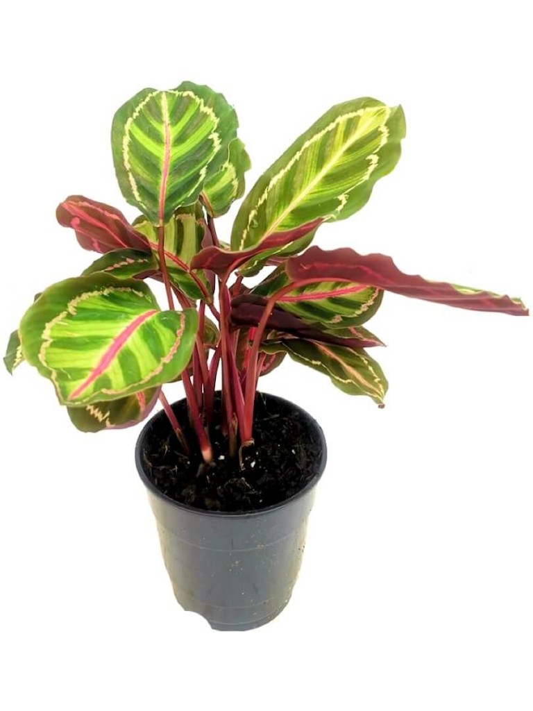 Calathea Roseopicta 'Cora' » Foliage • Teo Joo Guan