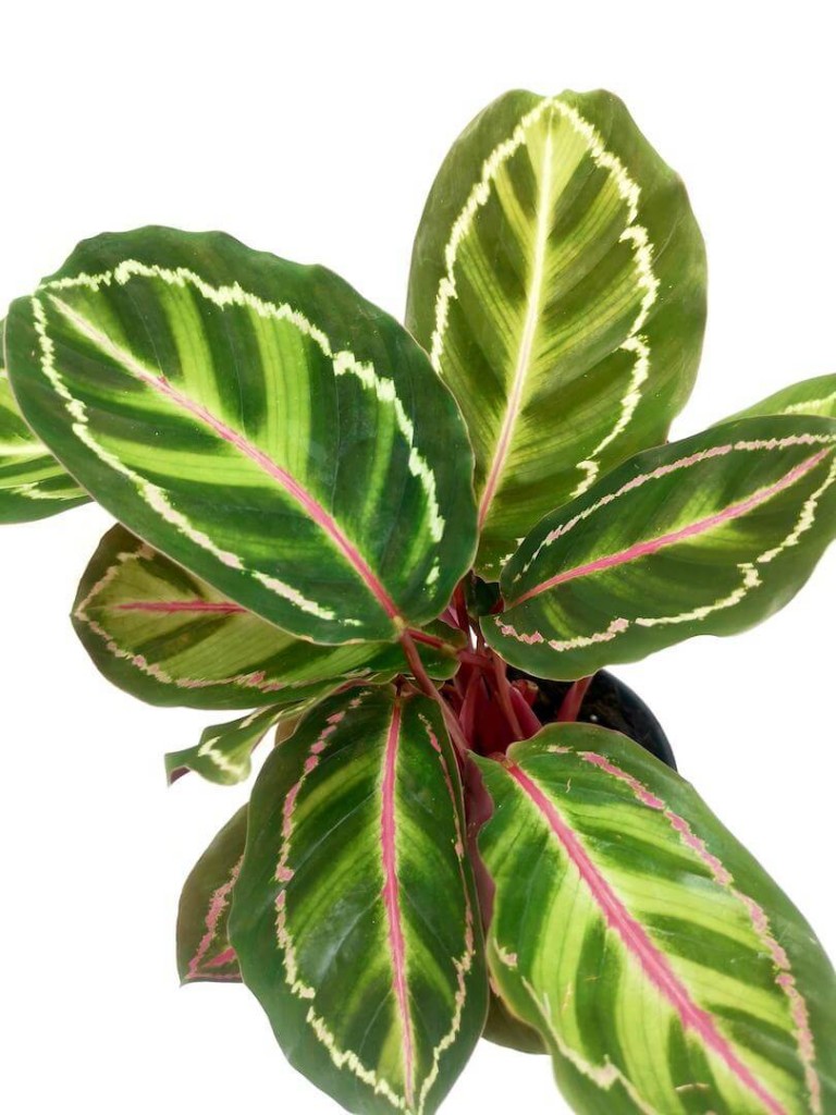 Calathea Roseopicta 'Cora' » Foliage • Teo Joo Guan