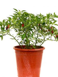 Chilli Padi – Teo Joo Guan