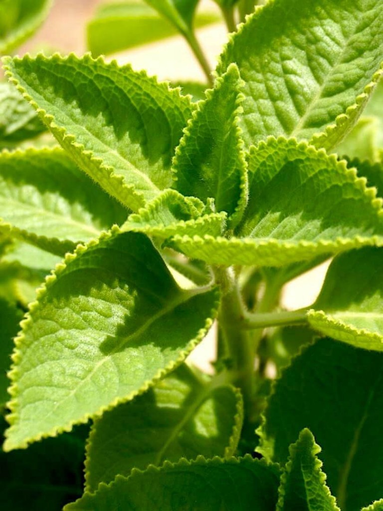 Indian Borage » Herbs 'n' Spices • Teo Joo Guan Horticulture