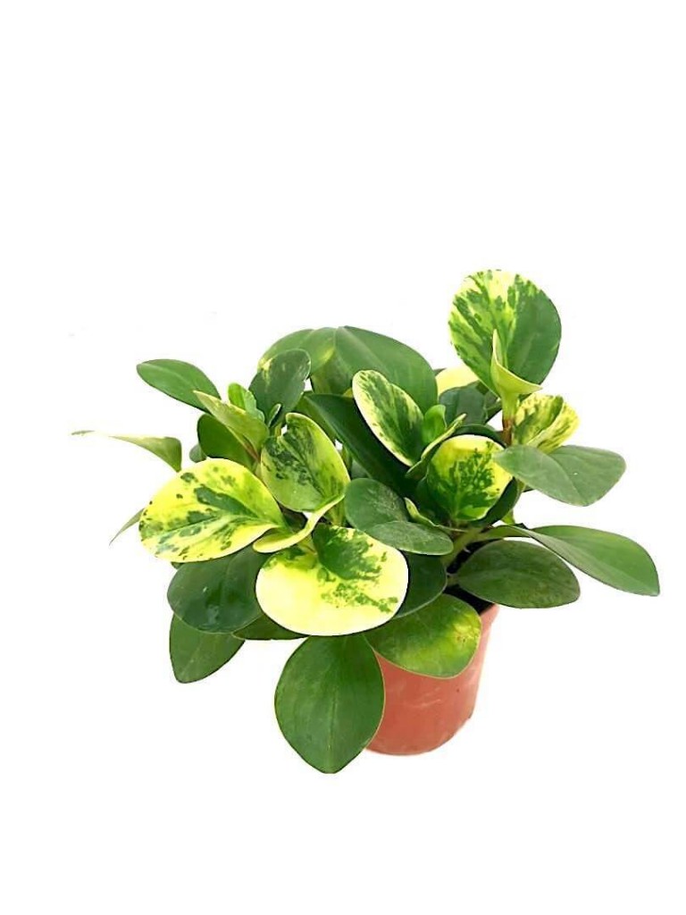 Peperomia Obtusifolia Variegated (Baby Rubberplant) • TJG