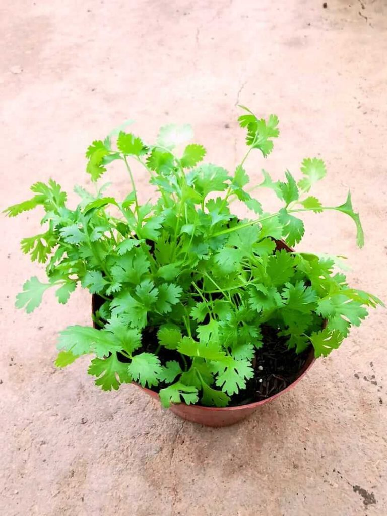 Chilli Padi Plant (Capsicum Frutescens) • Teo Joo Guan