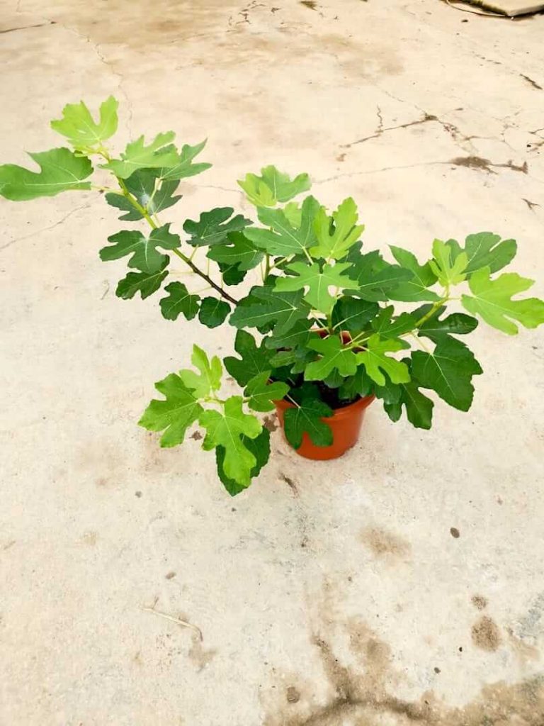 Pomelo Plant » Fruit Trees • Teo Joo Guan Horticulture