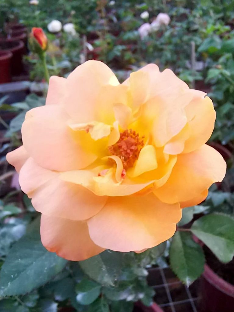 'Good as Gold' Rose » Rose Plants • Teo Joo Guan