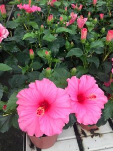 HibisQs® Juno Hibiscus » Flowering Plants • Teo Joo Guan