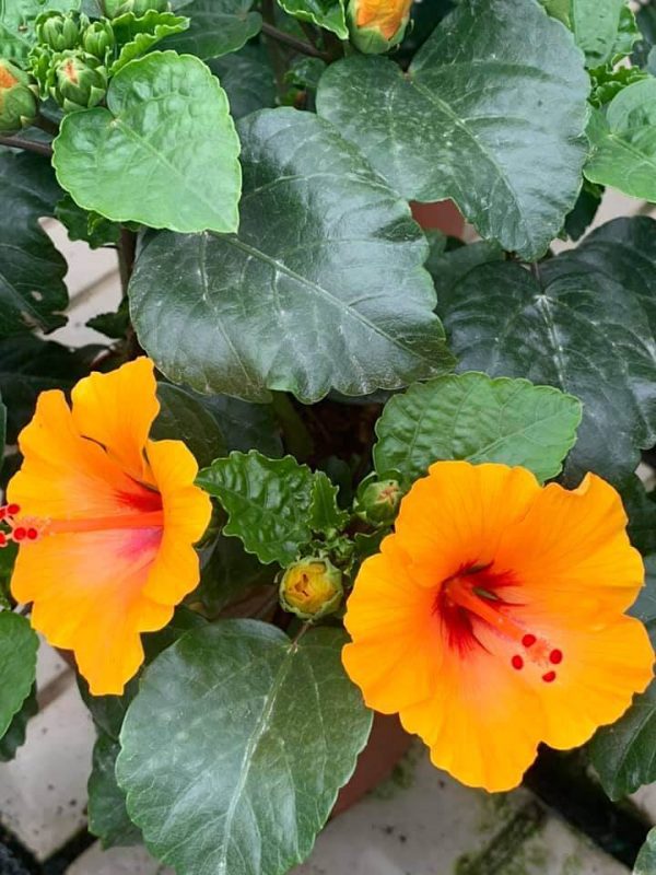 HibisQs® Petit Sunrise Hibiscus » Flowering Plants • TJG