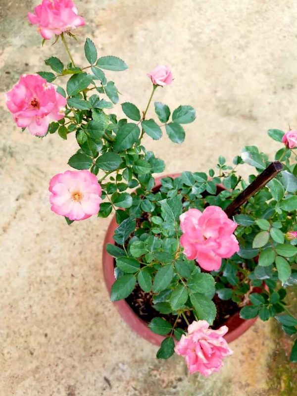 'Sakura-Gasumi' Rose » Rose Plants • Teo Joo Guan