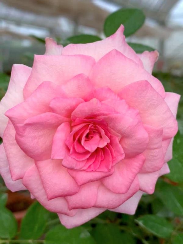 'Beverly' Rose » Rose Plants • Teo Joo Guan Horticulture