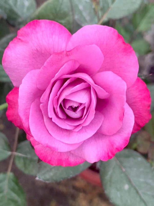 ‘Blue River’ Rose – Teo Joo Guan