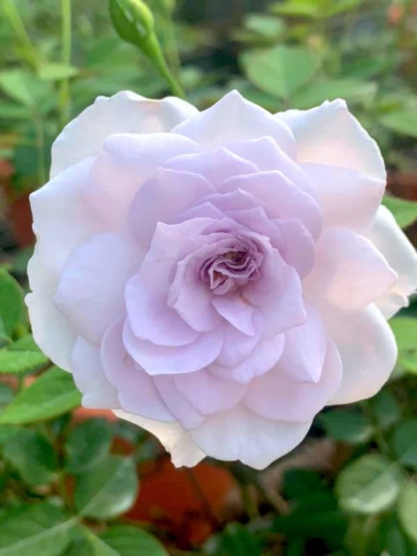 ‘Lapis Lazuli’ Rose – Teo Joo Guan