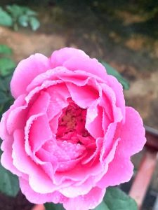 ‘Soeur Emmanuelle’ Rose – Teo Joo Guan