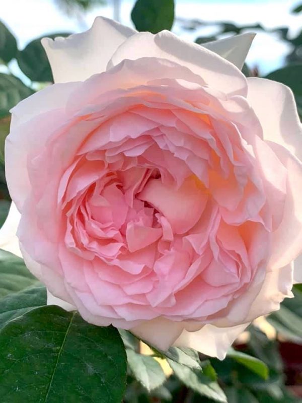‘Moko Moko’ Rose – Teo Joo Guan