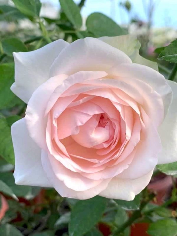 ‘Moko Moko’ Rose – Teo Joo Guan