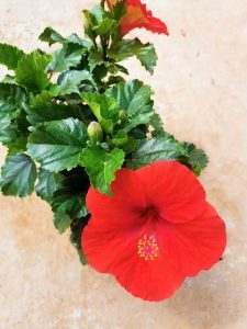 HibisQs® Volcano Hibiscus » Flowering Plants • Teo Joo Guan