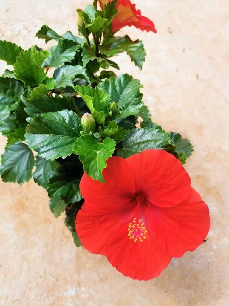 HibisQs® Volcano Hibiscus » Flowering Plants • Teo Joo Guan