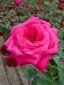 'Alec's Red' Rose » Rose Plants • Teo Joo Guan Horticulture