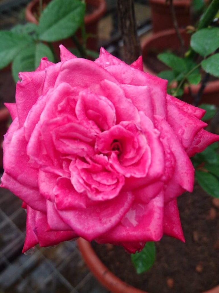 ‘All for Love’ Rose – Teo Joo Guan