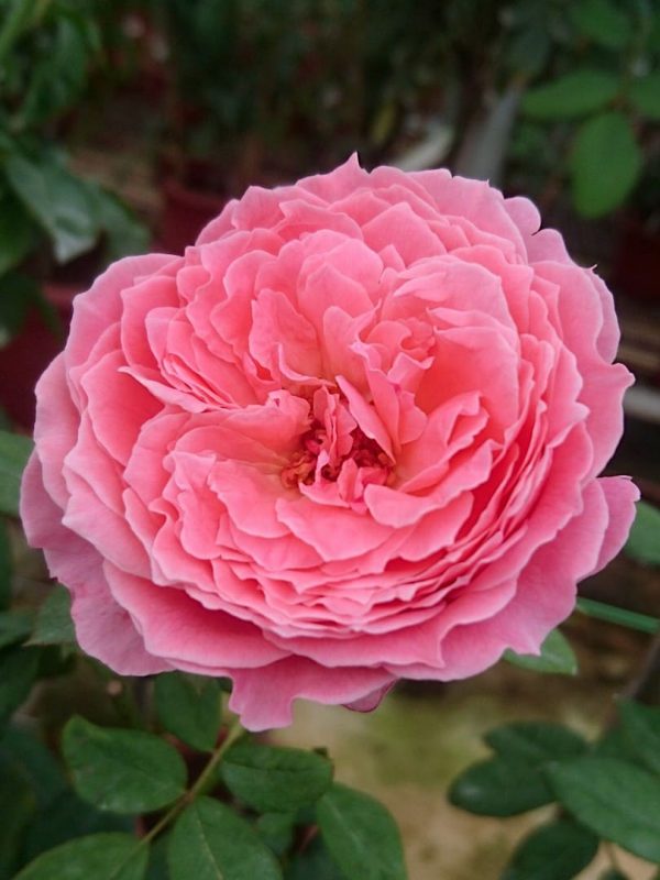 'Anne-Sophie Pic' Rose Tree » Rose Plants • Teo Joo Guan