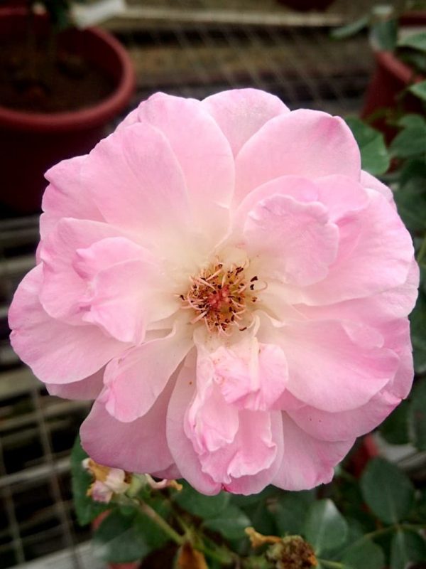 'Beverly' Rose » Rose Plants • Teo Joo Guan Horticulture