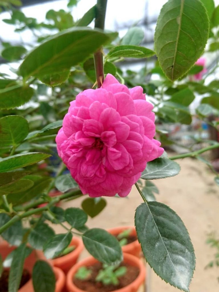 ‘Blue Boy’ Rose – Teo Joo Guan