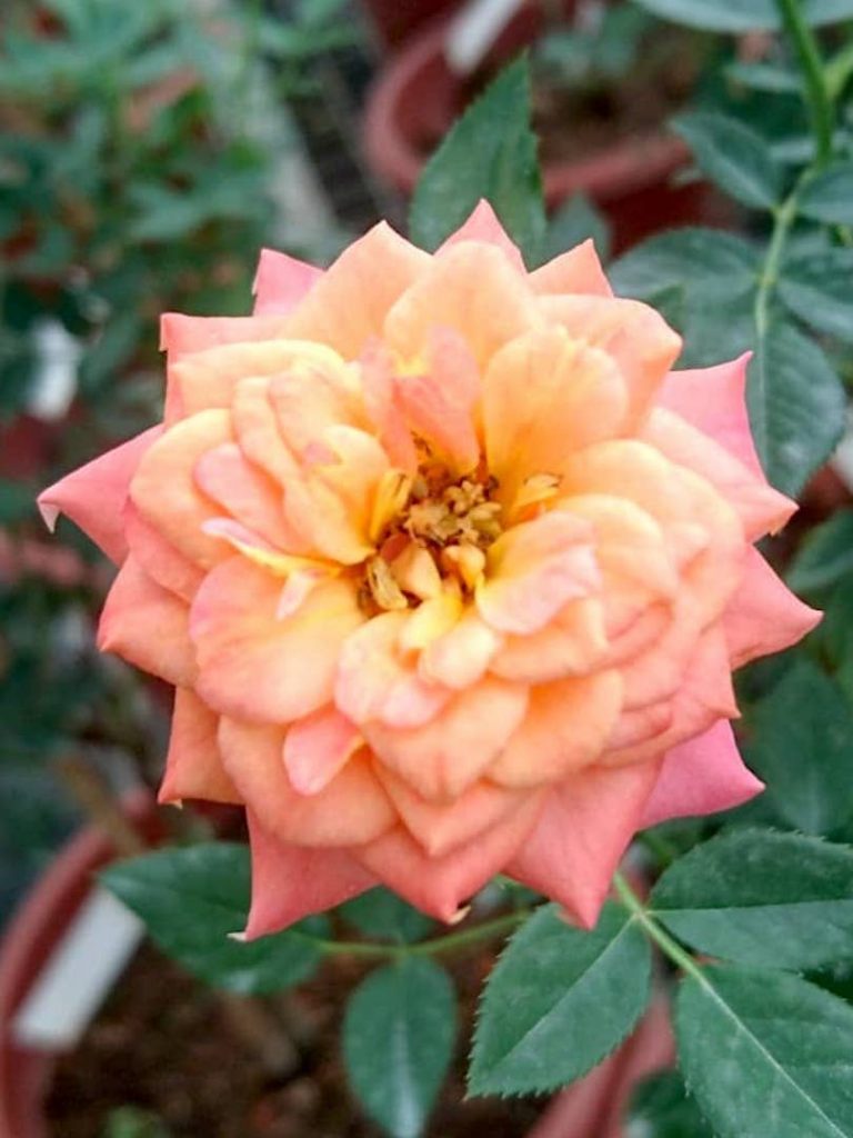'Briosa' Rose » Rose Plants • Teo Joo Guan Horticulture