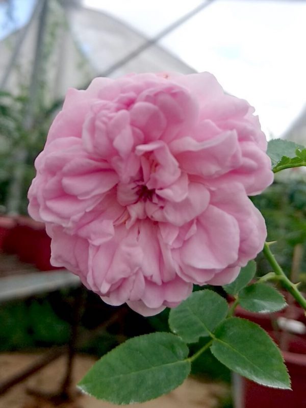 ‘Charles Rennie Mackintosh’ Rose – Teo Joo Guan