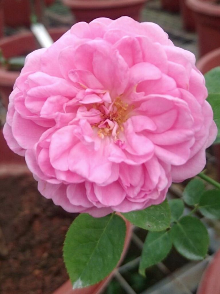 'Charles Rennie Mackintosh' Rose » Rose Plants • Teo Joo Guan