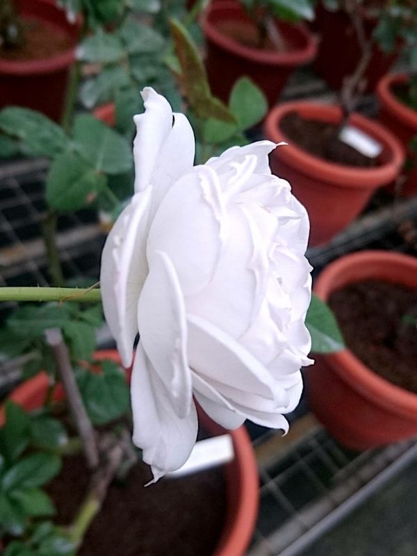 ‘Gabriel’ Rose – Teo Joo Guan
