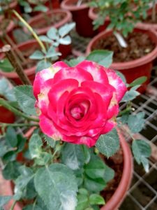 ‘Imp’ Rose – Teo Joo Guan