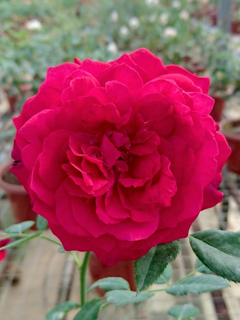 'Janice Kellogg' Rose » Rose Plants • Teo Joo Guan