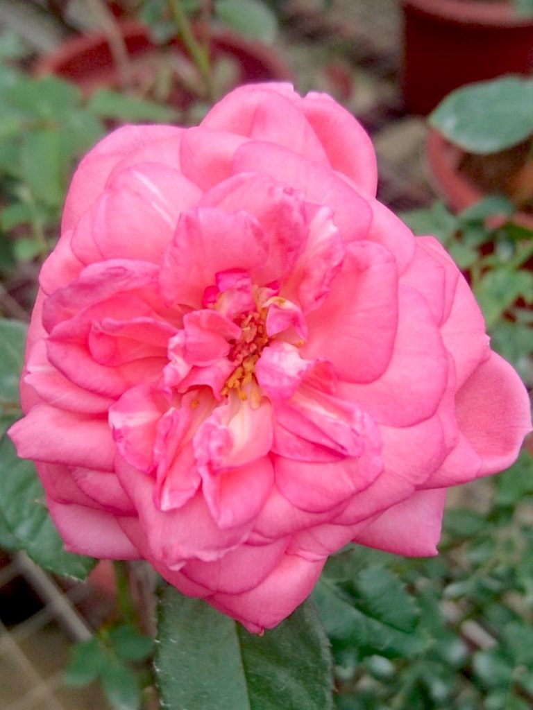‘La Rose de Molinard’ Rose – Teo Joo Guan