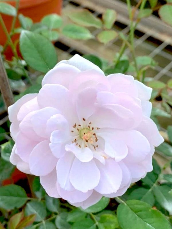 ‘Lapis Lazuli’ Rose – Teo Joo Guan