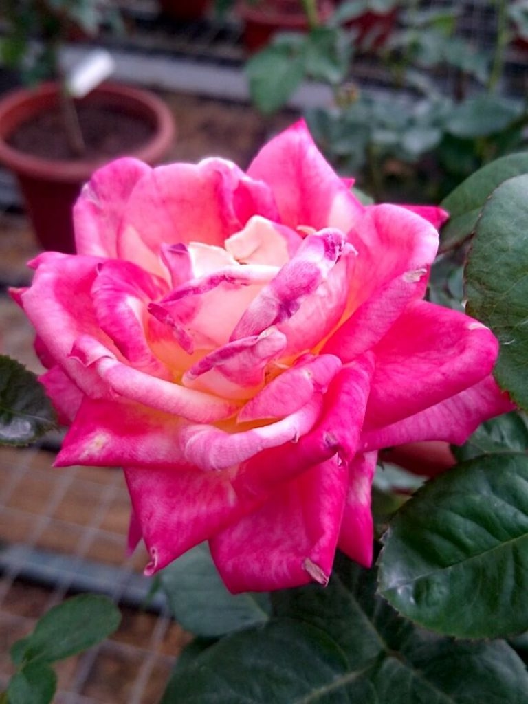 'Love and Peace' Rose » Rose Plants • Teo Joo Guan