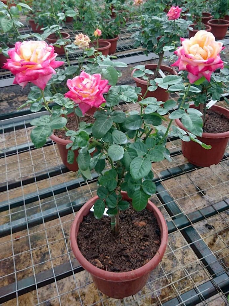 'Love and Peace' Rose » Rose Plants • Teo Joo Guan