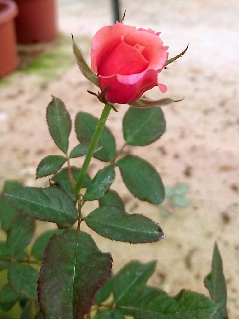 ‘Miyabi’ Rose – Teo Joo Guan