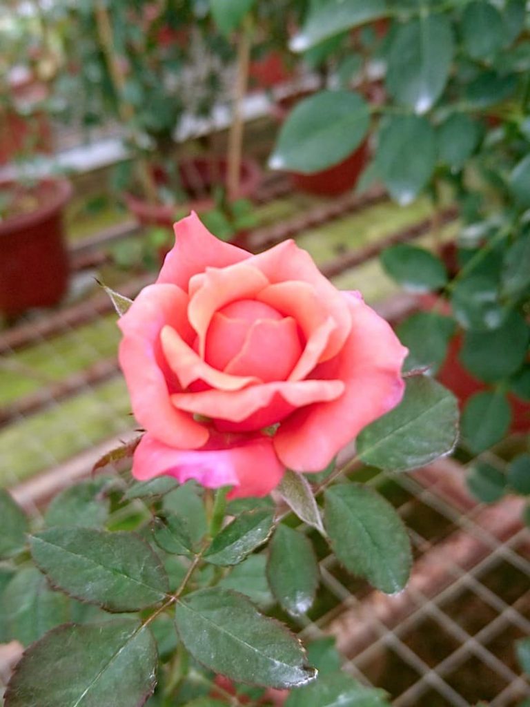 ‘Miyabi’ Rose – Teo Joo Guan