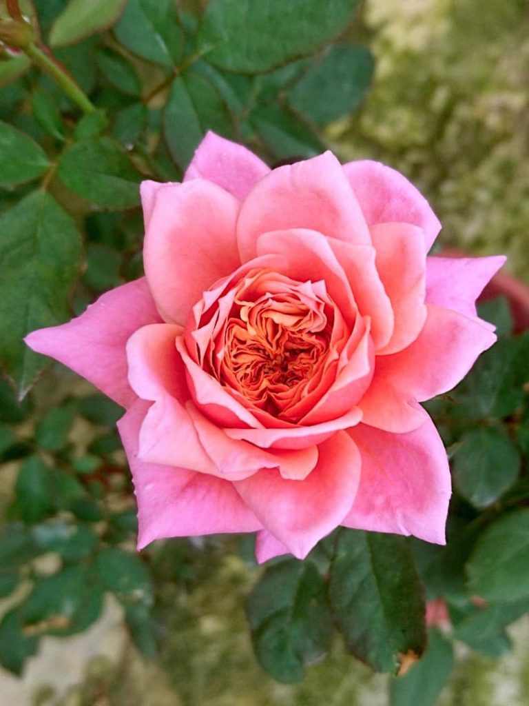 'Miyabi' Rose » Rose Plants • Teo Joo Guan Horticulture