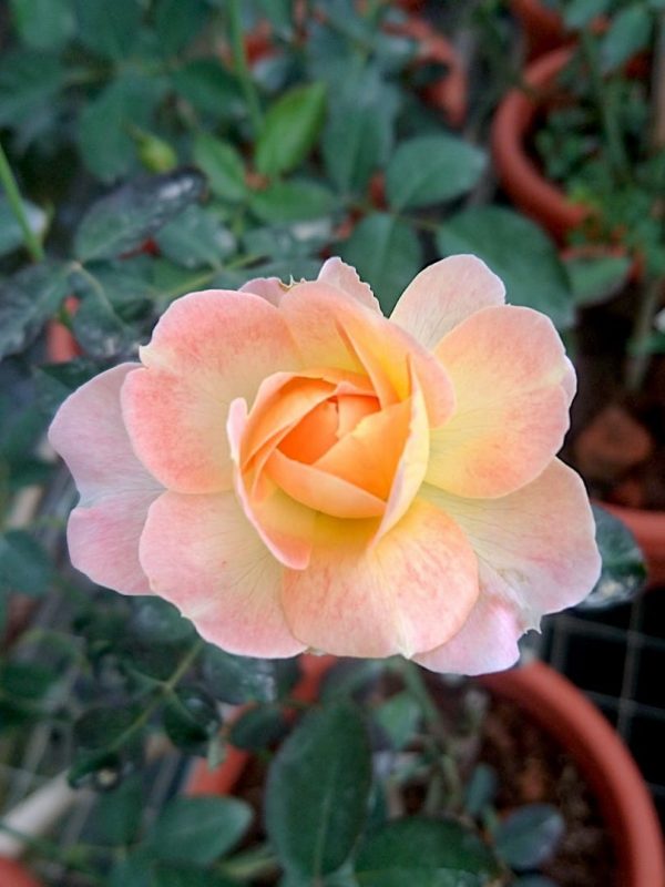 'Mon Chou Chou' Rose » Rose Plants • Teo Joo Guan