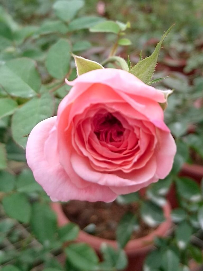 'Phoenix' Rose » Rose Plants • Teo Joo Guan Horticulture