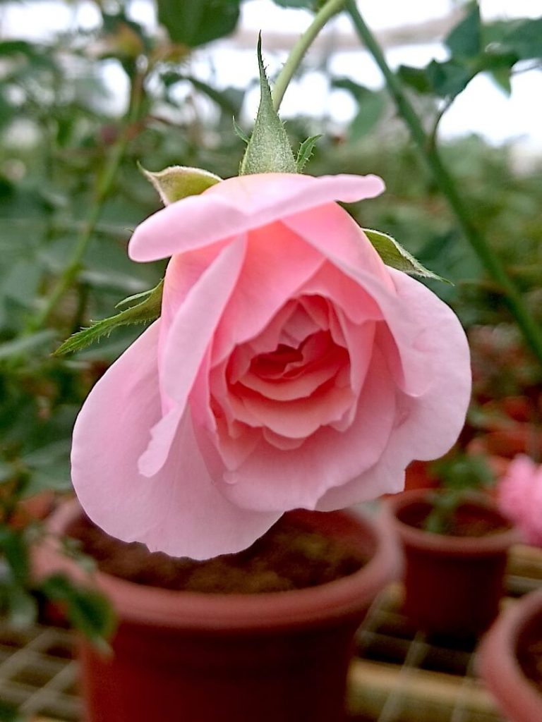 'Phoenix' Rose » Rose Plants • Teo Joo Guan Horticulture