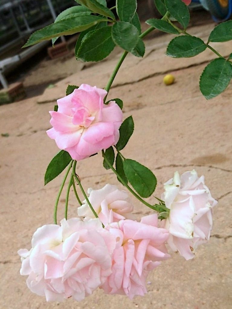 ‘Pink Summer Snow’ Rose – Teo Joo Guan