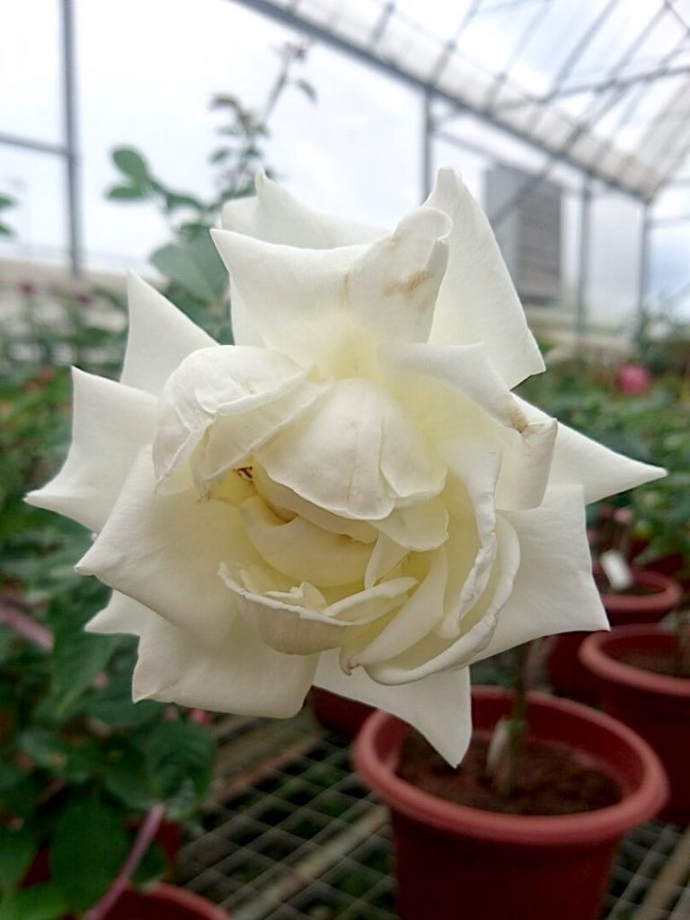 'Pope John Paull II' Rose » Rose Plants • Teo Joo Guan