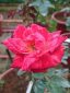 ‘Red Intuition’ Rose – Teo Joo Guan