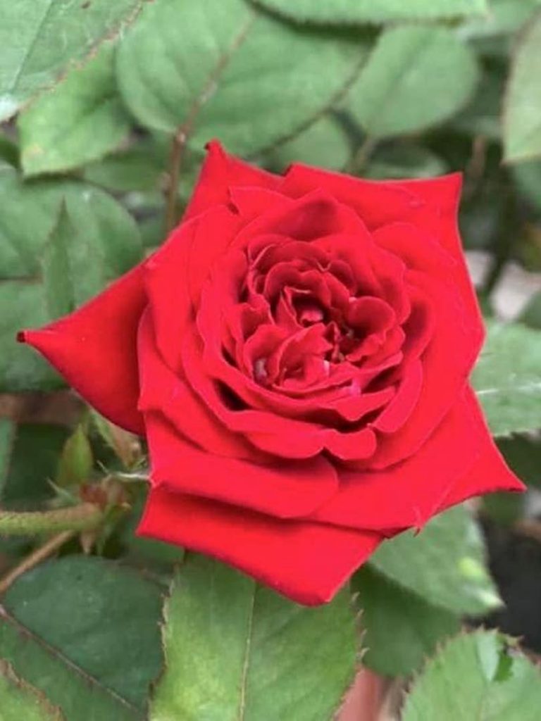 'Red Pinocchio' Rose » Rose Plants • Teo Joo Guan